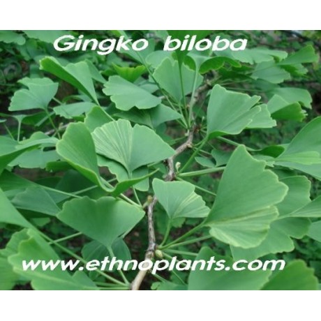 Ginkgo biloba, maidenhair tree live plant