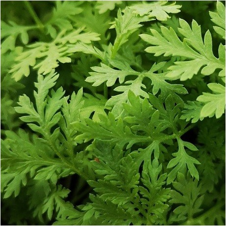 Plants de Qinghao, Armoise annuelle à cultiver