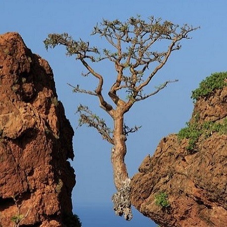 Frankincense Tree