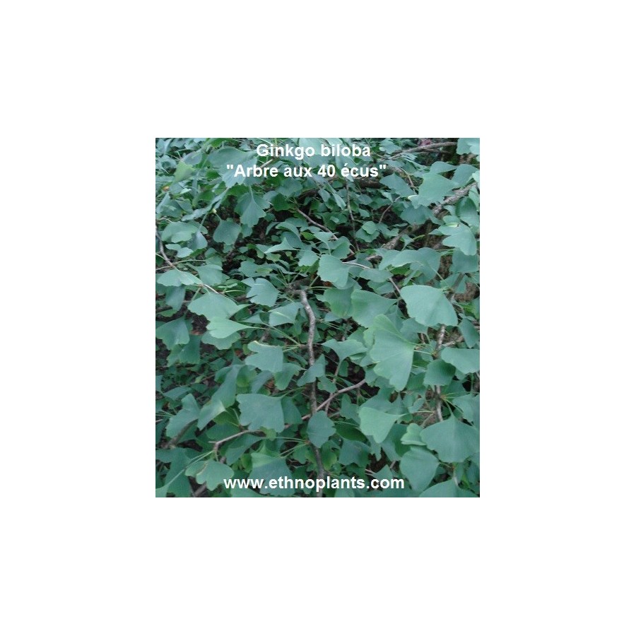 Ginkgo biloba, maidenhair tree live plant