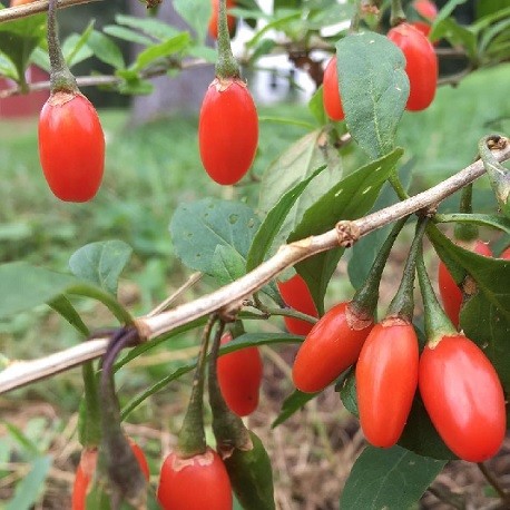 Goji Berry Tree
