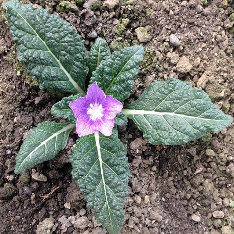 Indian Mandrake Root