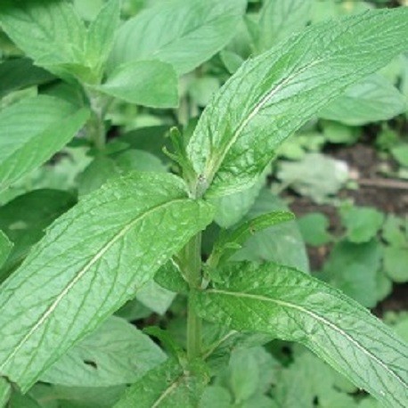 Horsemint Leaves