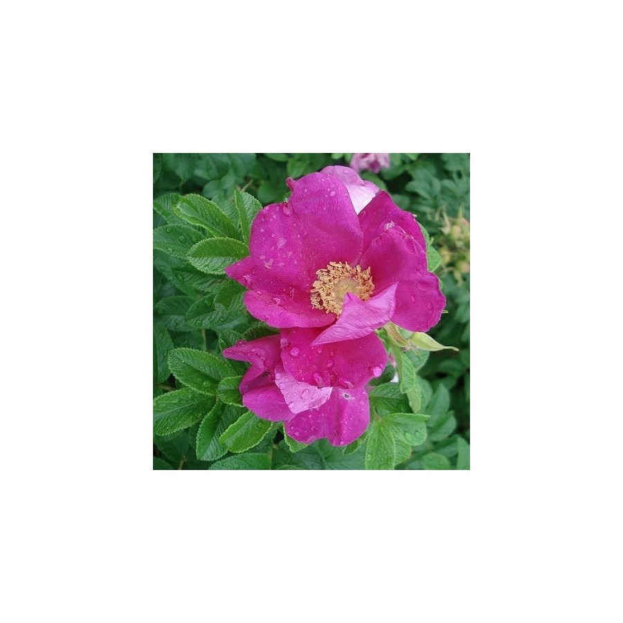 Ramanas roses seeds for sale
