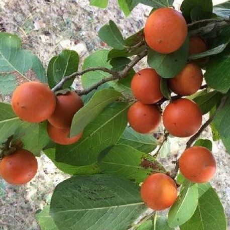 Strychnine Tree