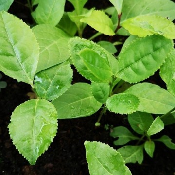 Plant, seeds for infusions and tea - Ethnoplants