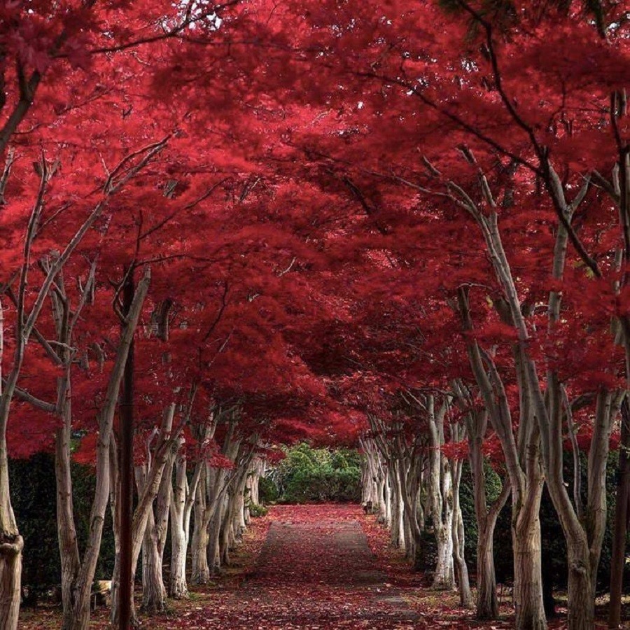 Japanese Red Maple Seeds (Acer palmatum atropurpureum)