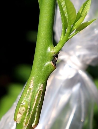 Le greffage des plantes